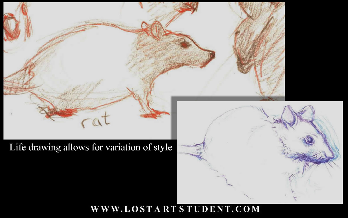 Animal Life Drawing Lesson